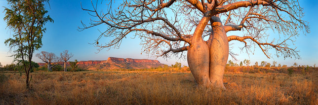 Boab Tree, Gibb River Road - Wilderness Photography - Western Australia ...