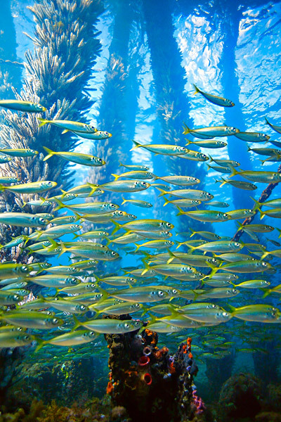 Fish, Busselton Jetty - Wilderness Photography - Western Australia ...