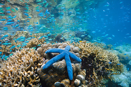 Blue Sea Star, Rowley Shoals - Wilderness Photography - Western ...