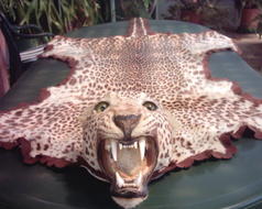 Leopard skin - CURIOS - Taxidermy, Skulls, Horns and Skins - The ...